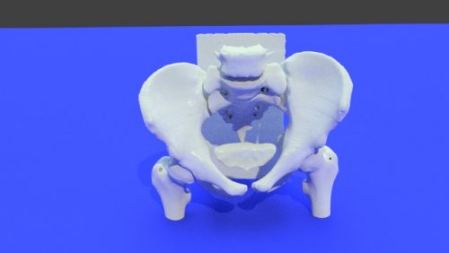 child pelvis - stl file processed - Spine and Pelvis - embodi3D.com