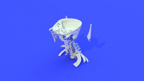 Neck scan - stl file processed - Spine and Pelvis - embodi3D.com