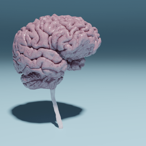 3d Printable Brain from MRI Scan - MRIs - embodi3D.com