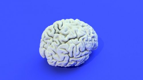 3d Printable Brain from MRI Scan - MRIs - embodi3D.com
