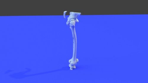 Femur Bone - stl file processed - Lower Extremity CTs - embodi3D.com