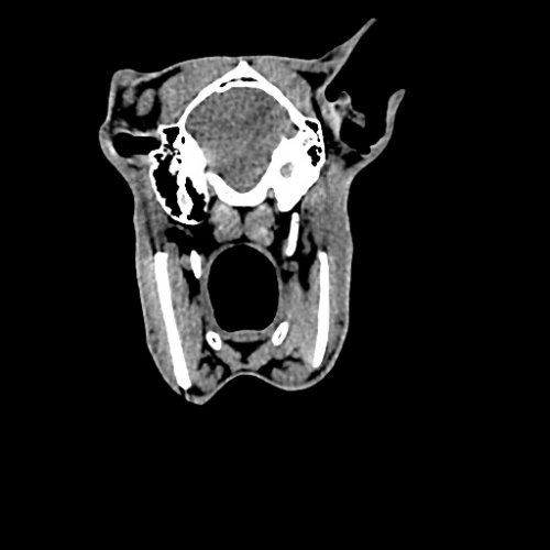 Alpaca skull - Veterinary scans - embodi3D.com