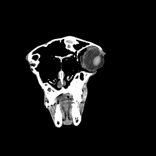 Alpaca skull - Veterinary scans - embodi3D.com