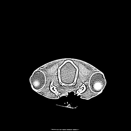 SharkCt - Veterinary scans - embodi3D.com
