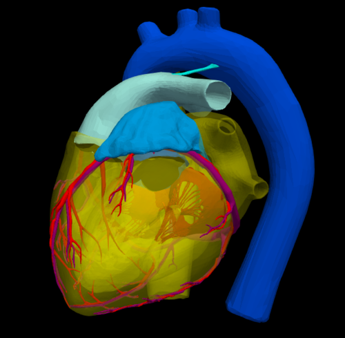 3d heart anatomy with codominance - Heart - embodi3D.com