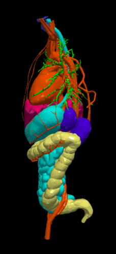 3d model of cardiovascular system, thorax and abdomen - Other organs ...