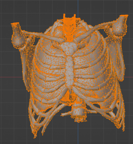 3d model of heart in thorax - Heart - embodi3D.com