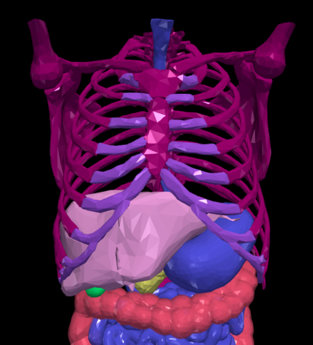 3d model of gastrointestinal tract with bones - Other organs - embodi3D.com