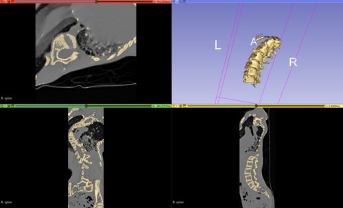 spine - democratiz3D® Processing - embodi3D.com