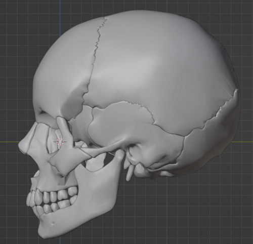 3D Model Of Skull Bones Skull And Face Embodi3D
