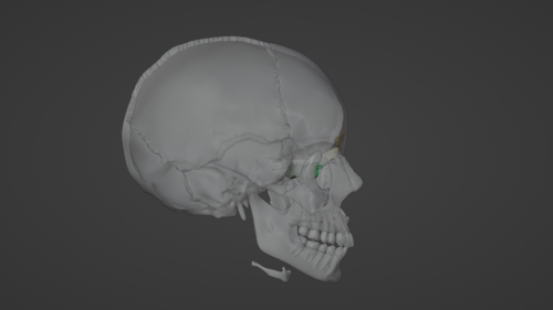 3D Model of Skull with Paranasal Sinuses - Skull and Face - embodi3D.com