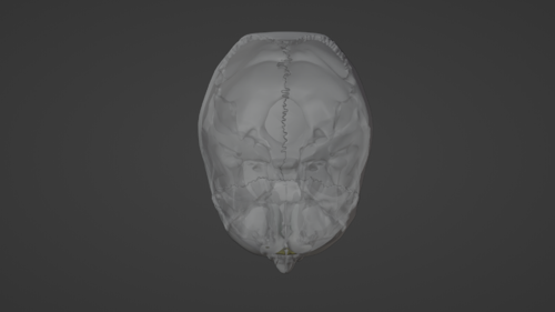 3D Model of Skull with Paranasal Sinuses - Skull and Face - embodi3D.com