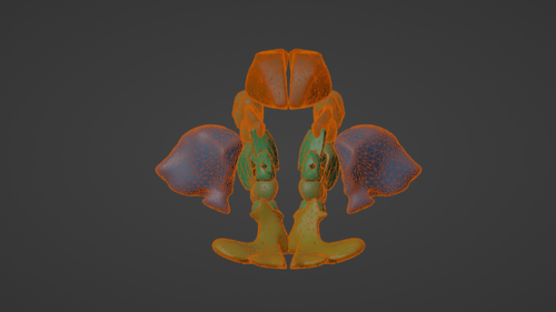 3D Model of Skull with Paranasal Sinuses - Skull and Face - embodi3D.com