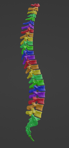 3D Model of Vertebral Column - Spine and Pelvis - embodi3D.com