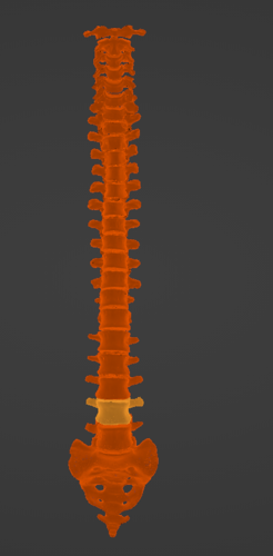 3D Model of Vertebral Column - Spine and Pelvis - embodi3D.com