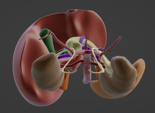 3D Model of Abdominal Organs and Veins - Other organs - embodi3D.com