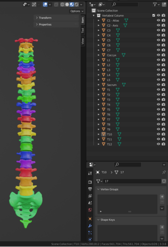 3D Model of Vertebral Column - Spine and Pelvis - embodi3D.com