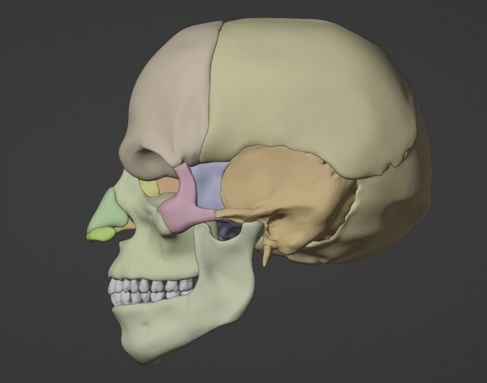 Skull 3d Anatomy