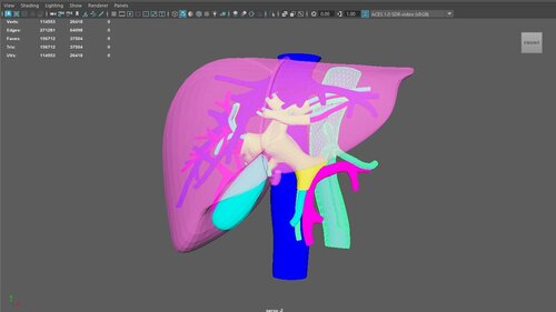 3D Model of Liver Vasculature - Liver - embodi3D.com