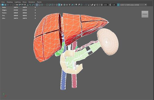 3D Model of Liver Anatomy (with segments) - Liver - embodi3D.com