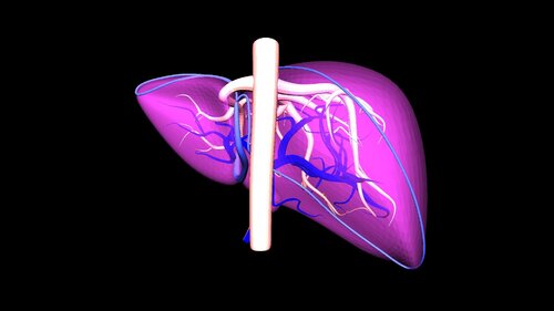 3D Model of Human Liver with Arteries - Liver - embodi3D.com