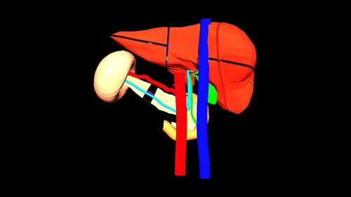3D Model of Liver Anatomy (with segments) - Liver - embodi3D.com