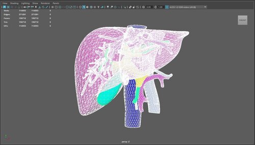 3D Model of Liver Vasculature - Liver - embodi3D.com