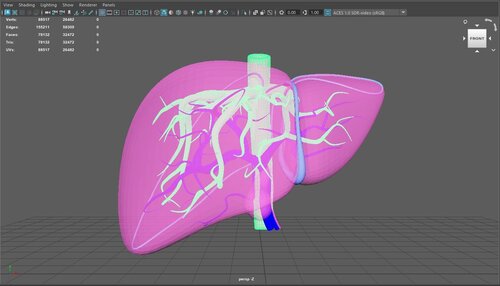 3D Model of Human Liver with Arteries - Liver - embodi3D.com