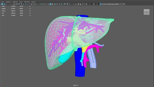 3D Model of Liver Vasculature - Liver - embodi3D.com