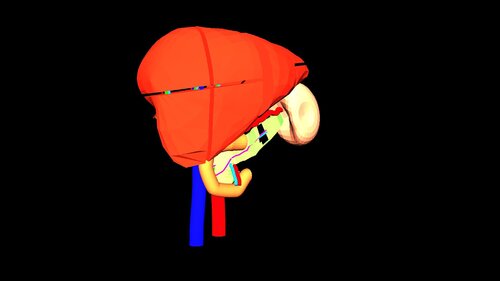 3D Model of Liver Anatomy (with segments) - Liver - embodi3D.com