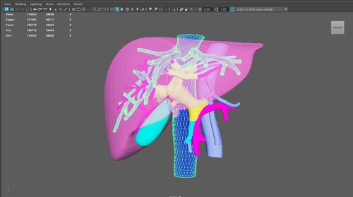 3D Model of Liver Vasculature - Liver - embodi3D.com