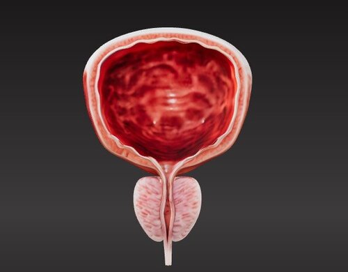 3D Model of Bladder Cross Section - Other organs - embodi3D.com
