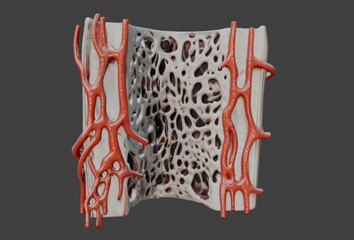 3D Model of Bone Anatomy - Other organs - embodi3D.com