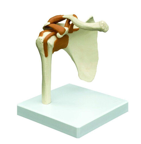 3D Joint Anatomy Model with Stand - Spine and Pelvis - embodi3D.com