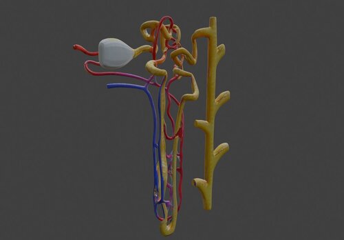 3D Model of Kidney Nephron - Other organs - embodi3D.com