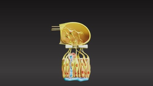 3D Model of Olfactory Epithelium Microscopic Anatomy - Other organs ...