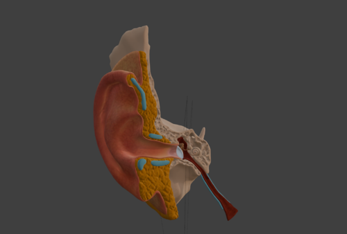 3D Model of Auditory System - Other organs - embodi3D.com