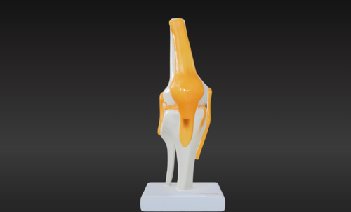 3D Model of Human Knee Joint with Ligaments on Stand - Extremity, Lower ...