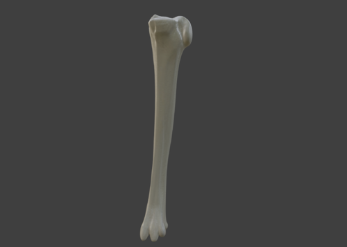 3D Model of Tibia Bone - Extremity, Lower (Leg) - embodi3D.com