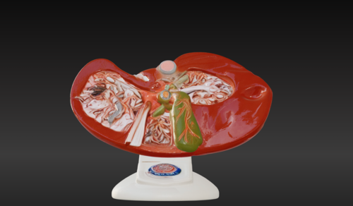 3D Spleen Pancreas and Duodenum Anatomy Model - Other organs - embodi3D.com