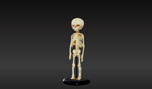 3D Model of 30-Week Old Fetus Skeleton - Other organs - embodi3D.com