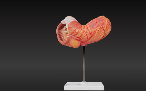 3D Model of Stomach v2 - Other organs - embodi3D.com