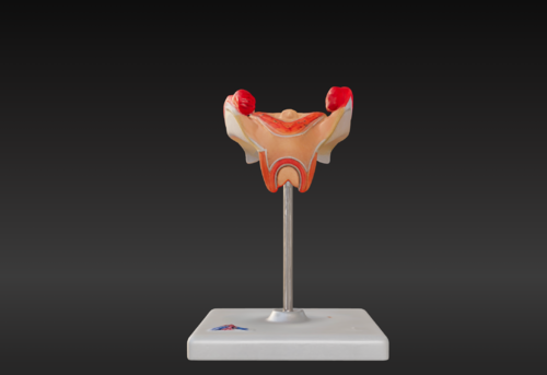 3D Model of 2nd Month Human Embryo - Other organs - embodi3D.com