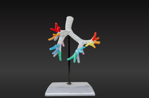 3D Model of Trachea and Bronchi with Stand - Other organs - embodi3D.com
