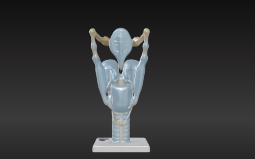 3D Model of Human Larynx Anatomy with Stand - Other organs - embodi3D.com