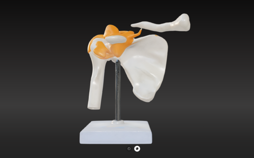 3D Model of Human Shoulder Joint with Ligaments - Anatomy - Other ...