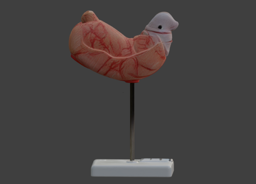3D Human Stomach Anatomy Model - Other organs - embodi3D.com