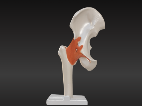 3D Hip Joint Anatomy Model - Other organs - embodi3D.com
