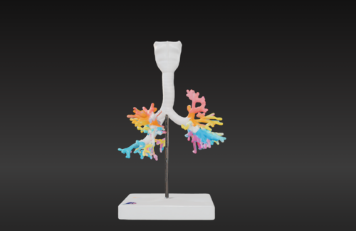 3D Bronchial Tree Model with Larynx with Stand - Other organs ...