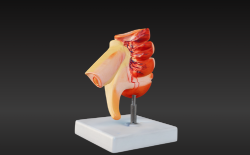 3D Model of Caecum and Appendix - Other organs - embodi3D.com